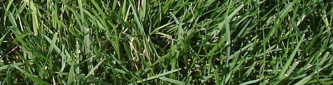 Shale Fragments - EasyBlog - The Easy Organic Lawn